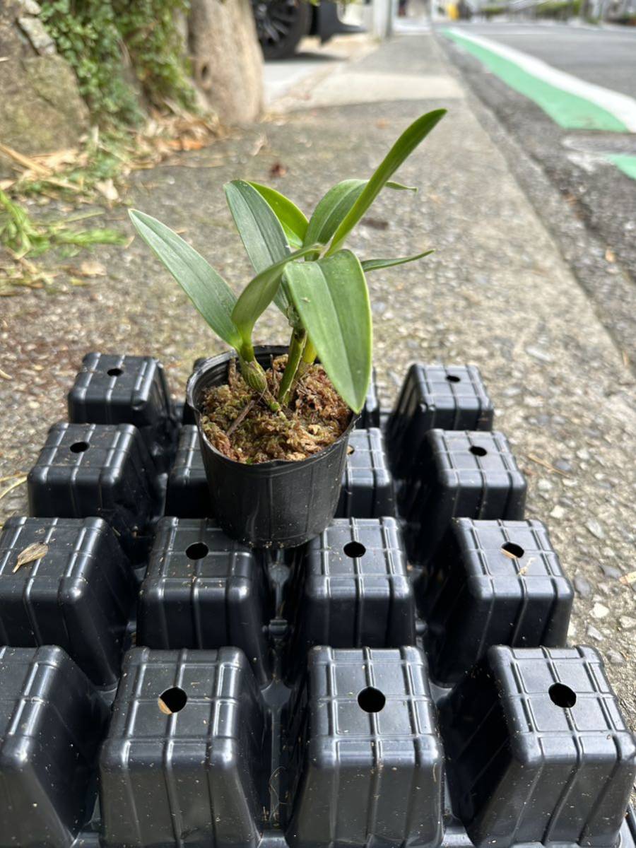 洋蘭 Den. spectabile デンドロ ラトゥーリア系 2(ラン)｜売買されたオークション情報、yahooの商品情報をアーカイブ公開 - オークファン（aucfan.com）