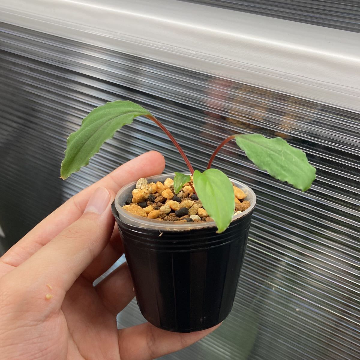 Homalomena sp.Riau Sumatera LA0815-01 ホマロメナ 熱帯植物 LA便(観葉植物)｜売買されたオークション ...