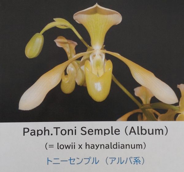 北軽ガーデン パフィオ Paph.Toni Semple Alba 多花性プライマリー交配 アルバ系 素晴らしい株(ラン)｜売買された ...