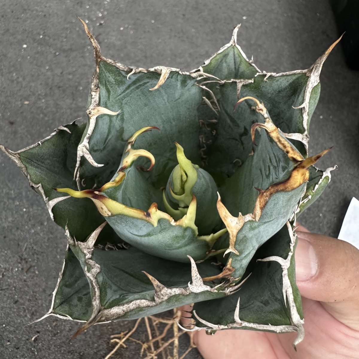 本物保証人気SALE E48 強棘 極上美株 発根済み(アガベ)｜売買されたオークション情報、yahooの商品情報をアーカイブ公開 - オークファン パンダ園芸 厳選アガベチタノタ牡丹葉 白鯨