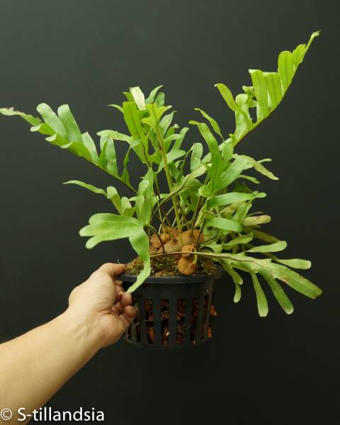 S-lecanopteris Crustacea レカノプテリス(ビカクシダ、コウモリラン)｜売買されたオークション情報、yahooの商品情報 ...