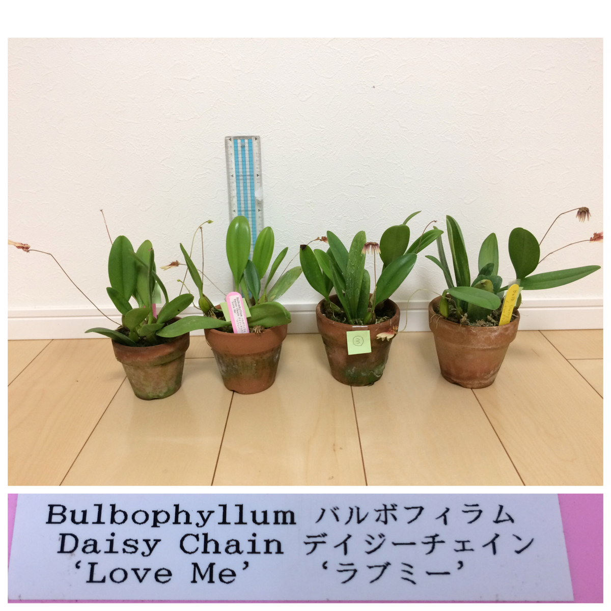 Bulb.Daisy Chain Love Me バルボフィラム デイジーチェイン ラブ ミー 4鉢セット ③(ラン)｜売買されたオークション ...