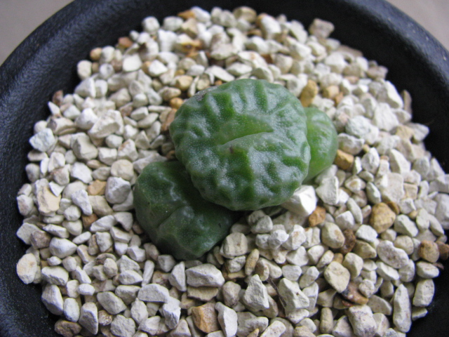 コノフィツム Conophytum angelicae ssp. Tetragonum PVB. 9479 Namusberg. アンゲリカエ ...