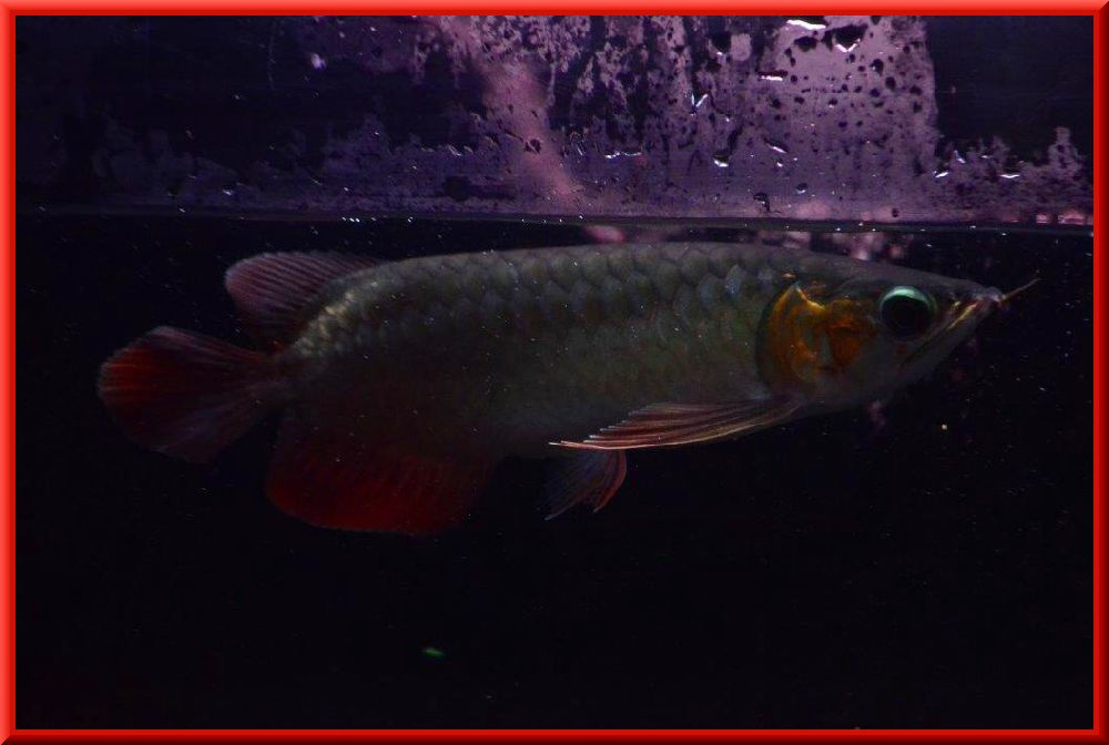 FUDO-RED スーパーレッドショートボディー抜群なハイボディー 頬ベットリ発色 015(アロワナ)｜売買されたオークション情報、yahoo ...