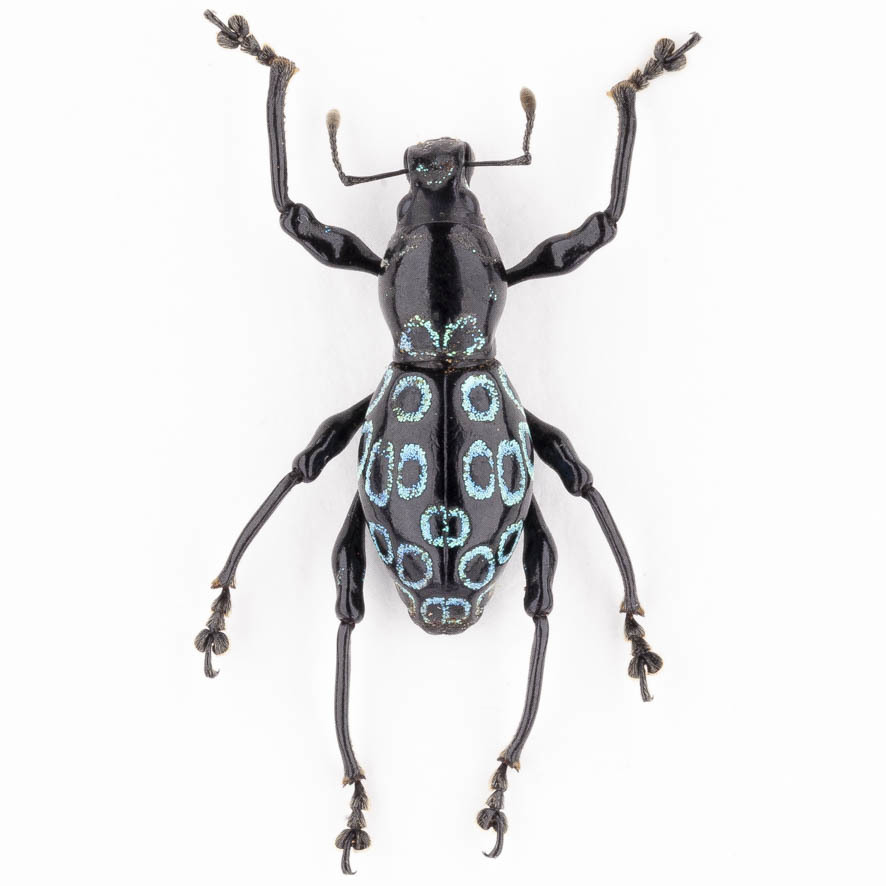 P. congestus ocellatus ミントブルー J27 カタゾウムシ標本 ルソン島(その他)｜売買されたオークション情報 ...