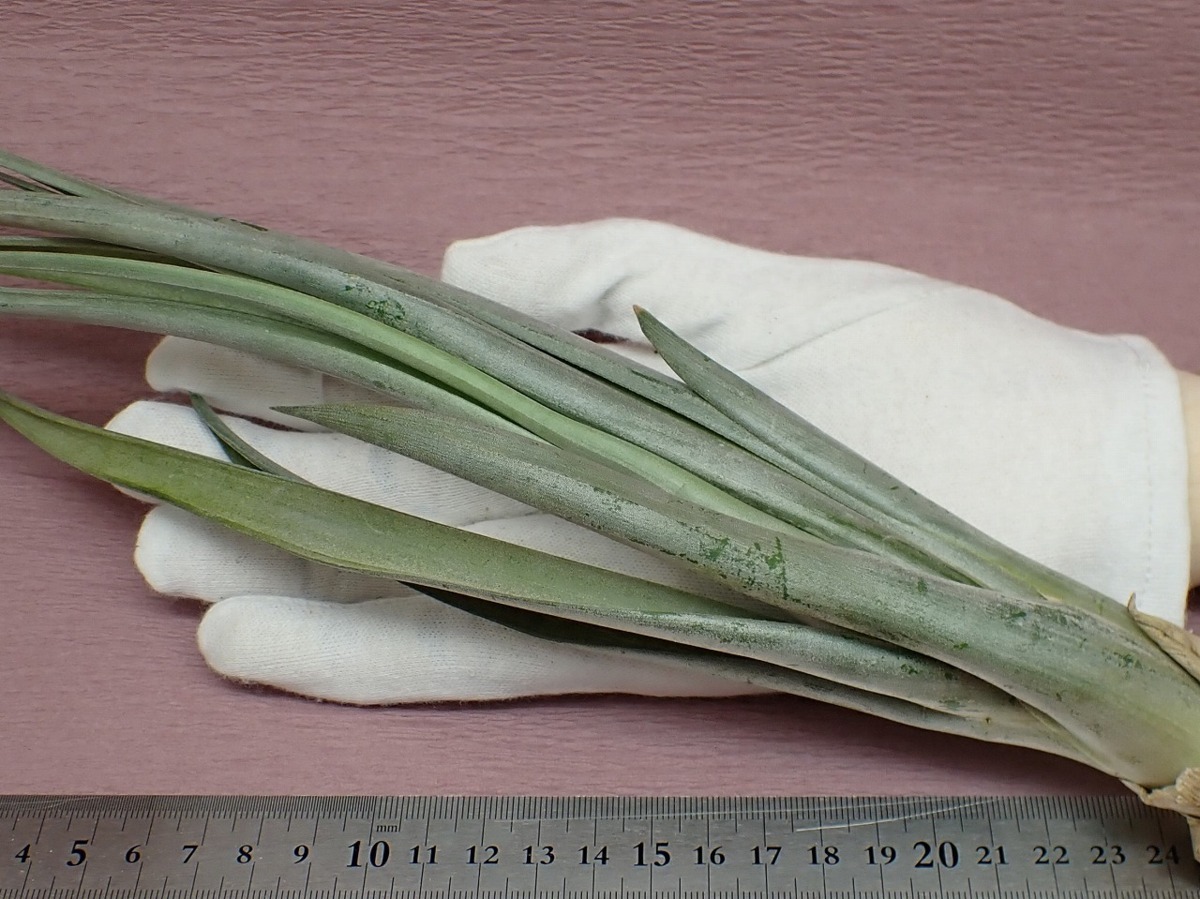 Tillandsia elizabethae チランジア エリザベシアエ エアープランツTI 第四種 税別1円(アナナス)｜売買された ...