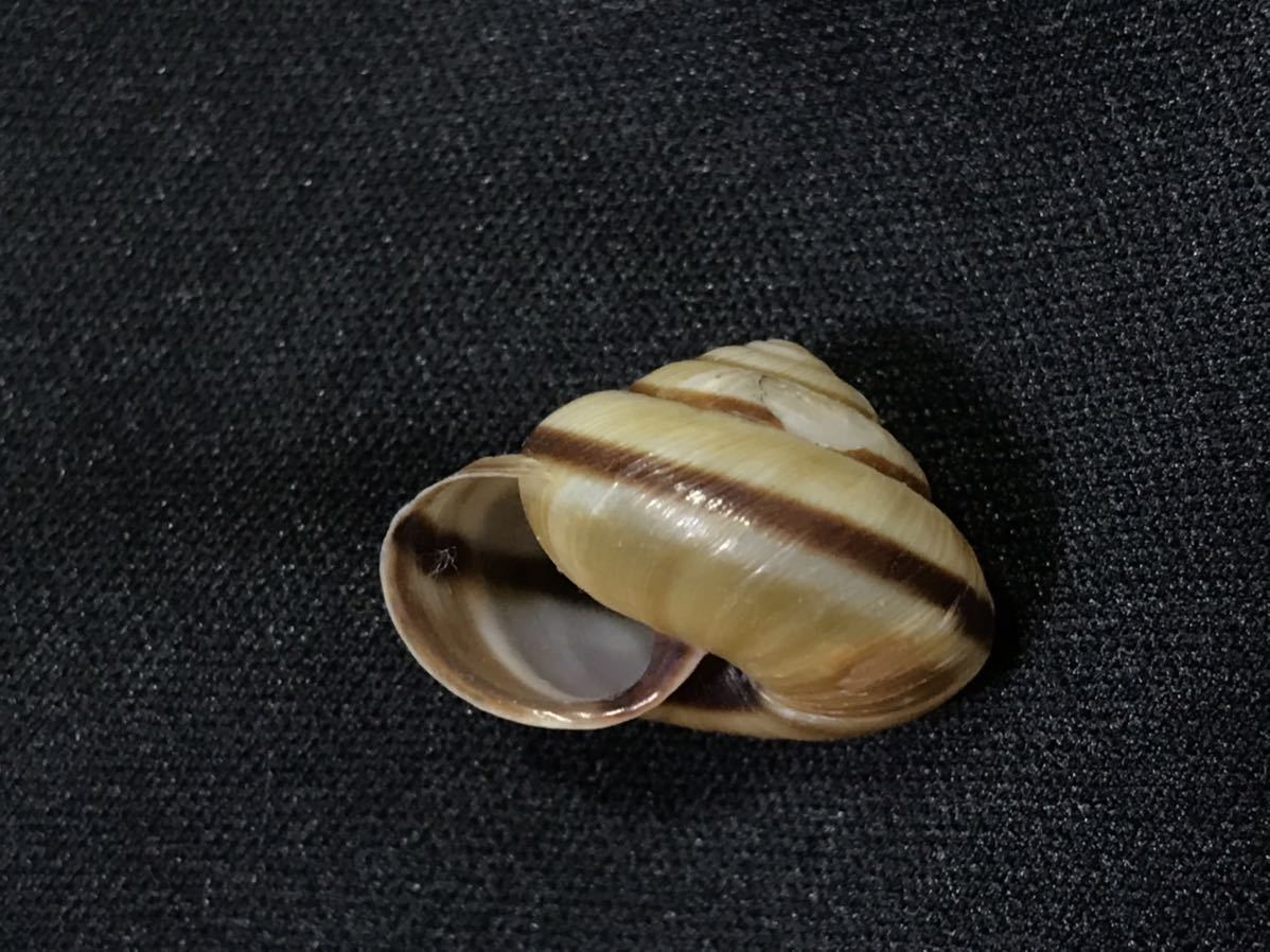 貝標本Euhadra grata gratoides ミチノクマイマイ グラデーションタイプ(その他)｜売買されたオークション情報、yahooの商品情報をアーカイブ公開 - オークファン ...
