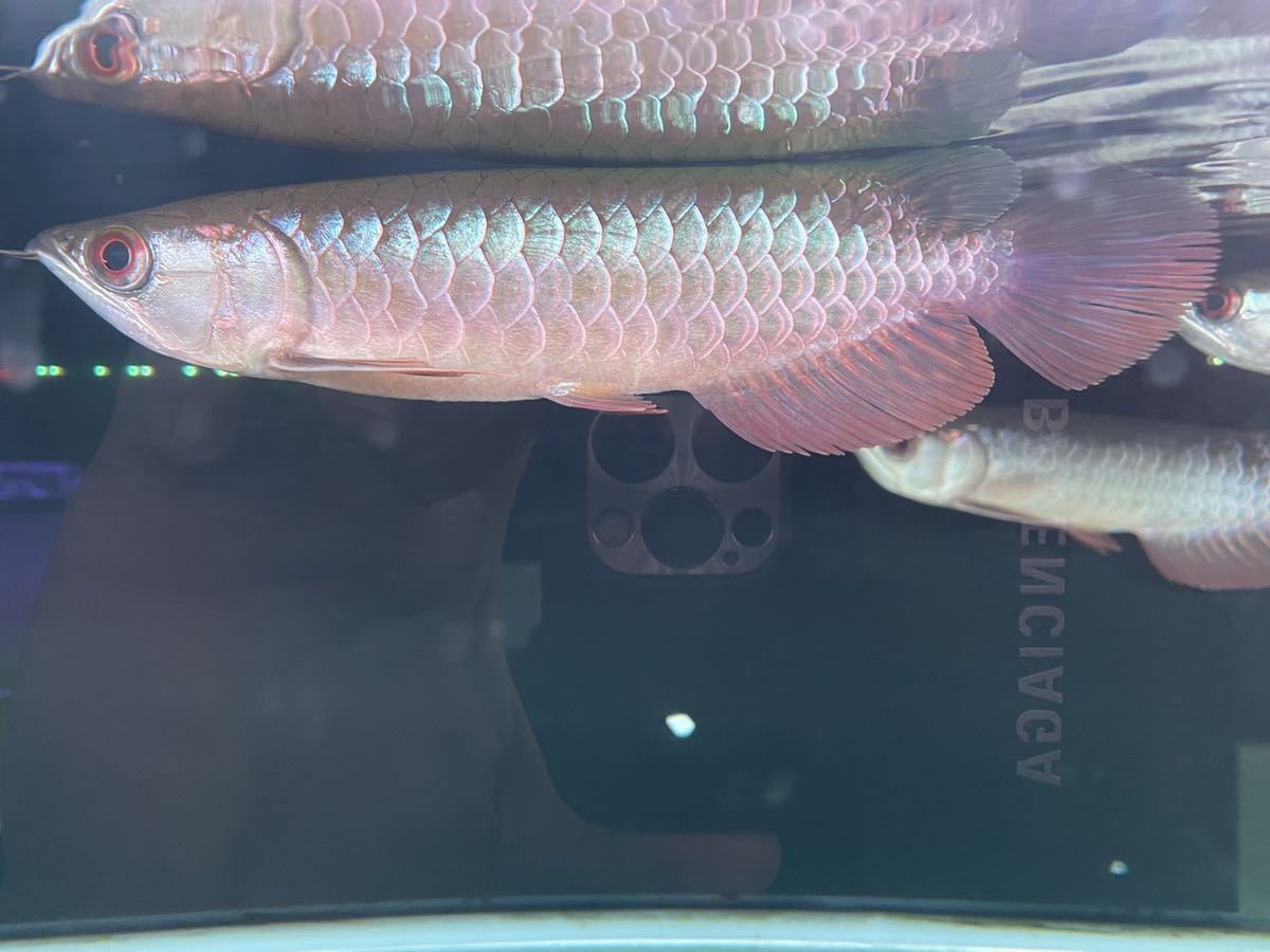 藍底過背金龍±20cm(アロワナ)｜売買されたオークション情報、yahooの商品情報をアーカイブ公開 - オークファン（aucfan.com）