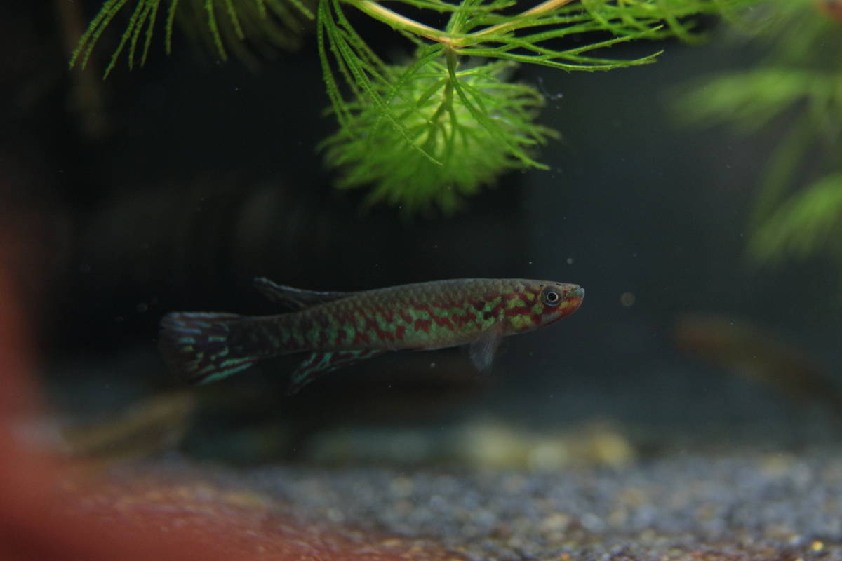 珍 卵生メダカ Scriptaphyosemion. spec aff geryi Sud Gaoual GCLR 06/12 1pr(淡水魚 ...