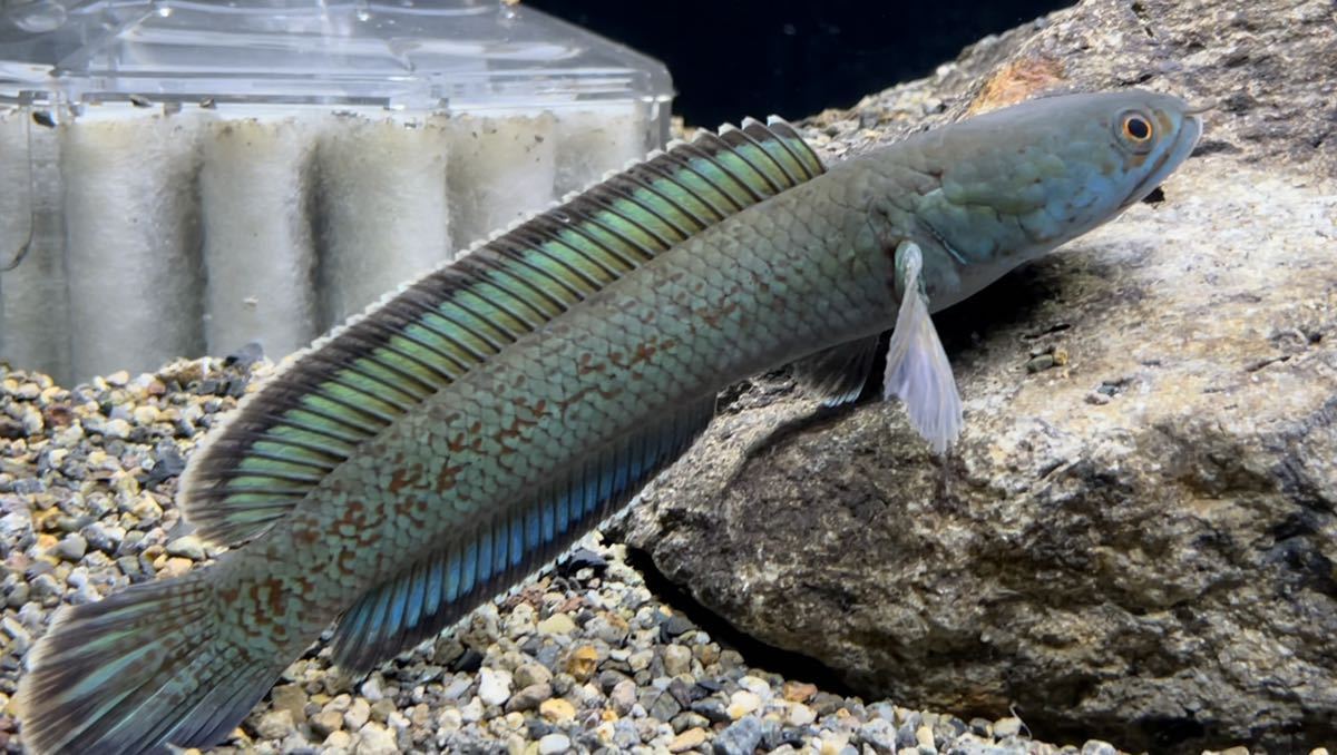 チャンナ sp. グリーンホーネットChanna sp. Green Hornet / JFEM ジェフェム ペア