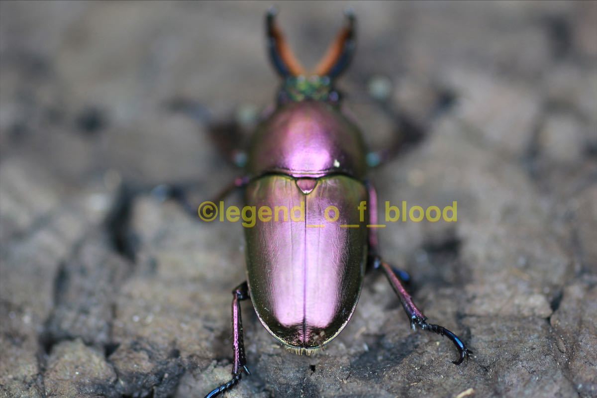 LOB トリオ パープルが綺麗なワメナ パプアキンイロクワガタ パプキン トリオ NO3(外国産)｜売買されたオークション情報、yahooの商品情報をアーカイブ公開 - オークファン ...