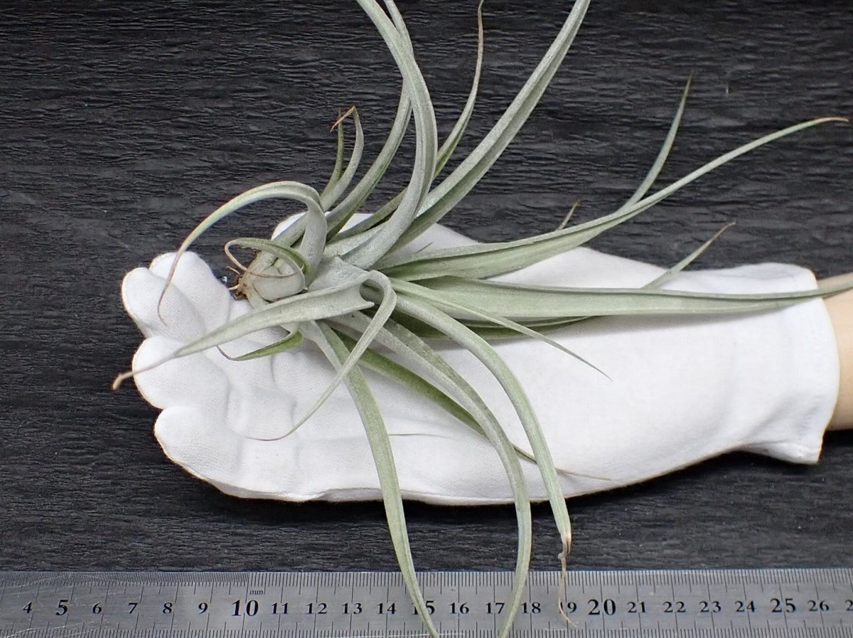 Tillandsia elizabethae チランジア エリザベシアエ エアプランツDP 第四種 税別1円(アナナス)｜売買された ...
