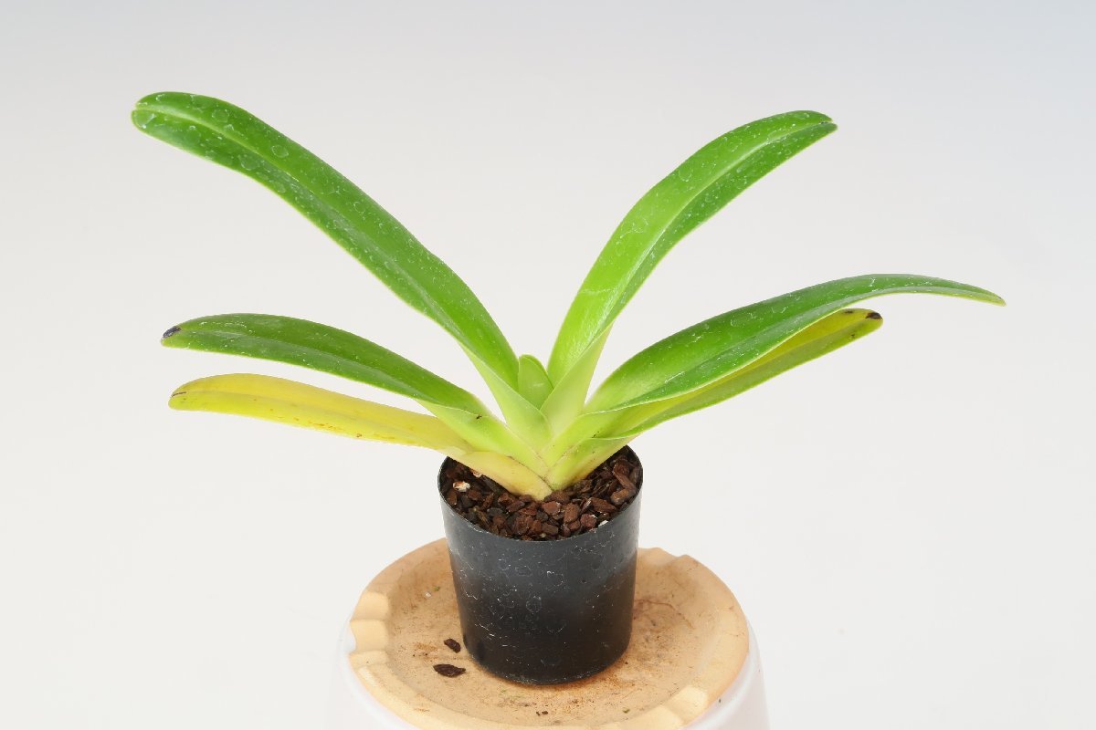 洋蘭 パフィオ TA8493 PAM0280 Paph. Randy Booth Lady Isabel 'Gigantic' x ...