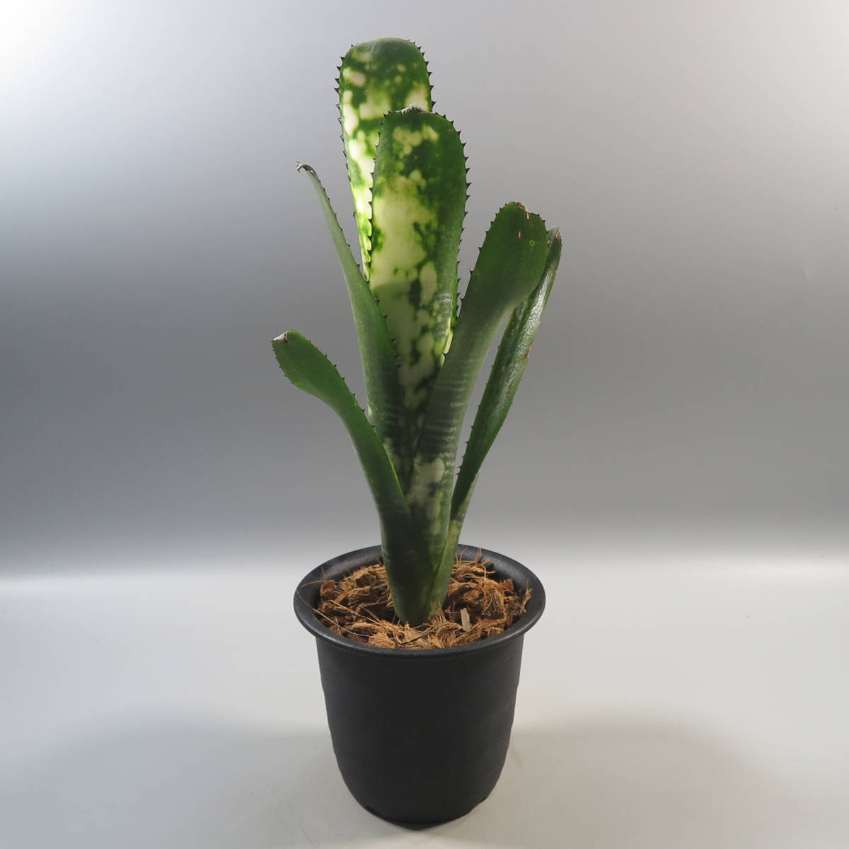 ビルベルギア Billbergia DM Shark Domingos Martins F2 CB07 Hybrid Chery Basic Queensland タンクブロメリア(アナナス ...