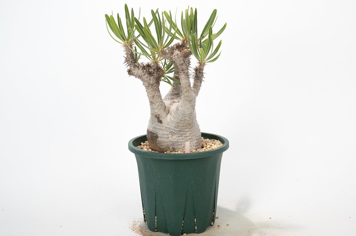 gu34 Pachypodium Gracilius パキポディウム グラキリス 綴化 /CACTUS GREEN(サボテン)｜売買された ...