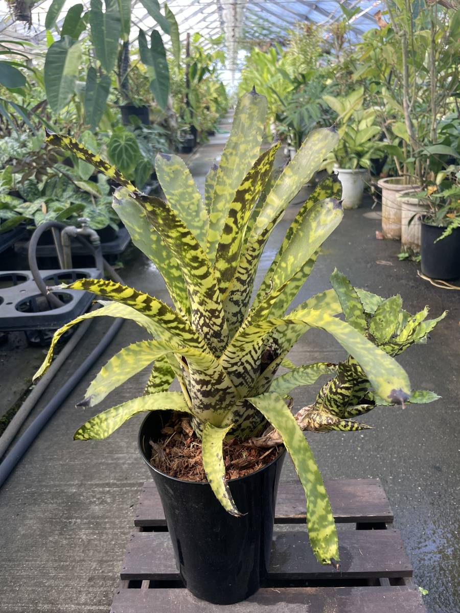 エクメア オーランディアナ ' コレイラアラウジョイ ' AECHMEA ORLANDIANA ' CORREIRA-ARAUJOI ' 99 ...