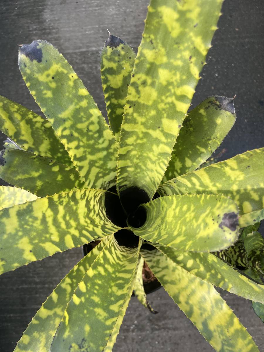 エクメア オーランディアナ ' コレイラアラウジョイ ' AECHMEA ORLANDIANA ' CORREIRA-ARAUJOI ' 99 ...