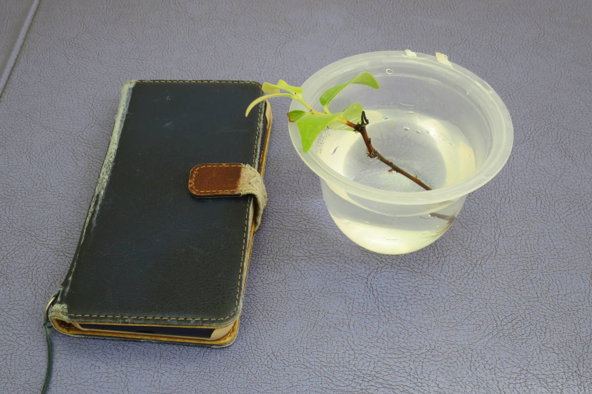 Macleania pentaptera マクレアニア 着生ツツジ 水挿し発根済(鉢植え)｜売買されたオークション情報、yahooの商品情報を ...