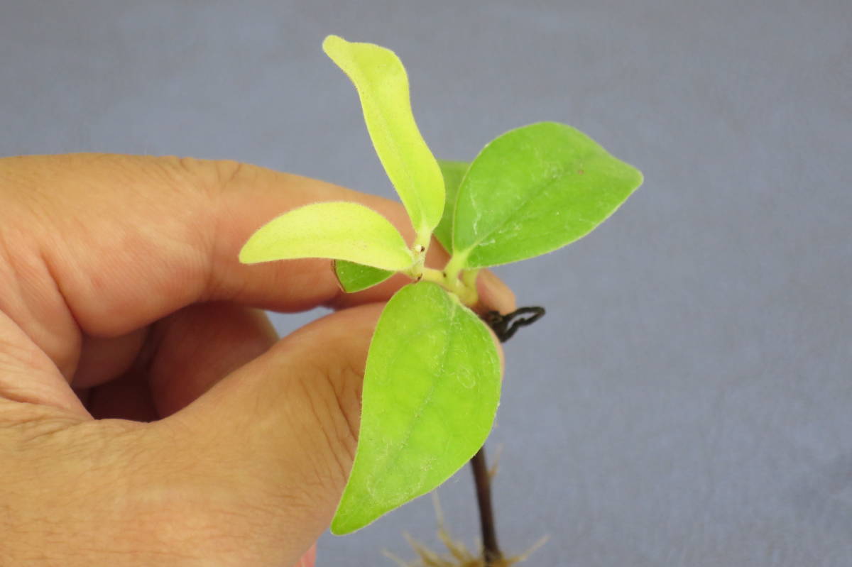 Macleania pentaptera マクレアニア 着生ツツジ 水挿し発根済(鉢植え)｜売買されたオークション情報、yahooの商品情報を ...