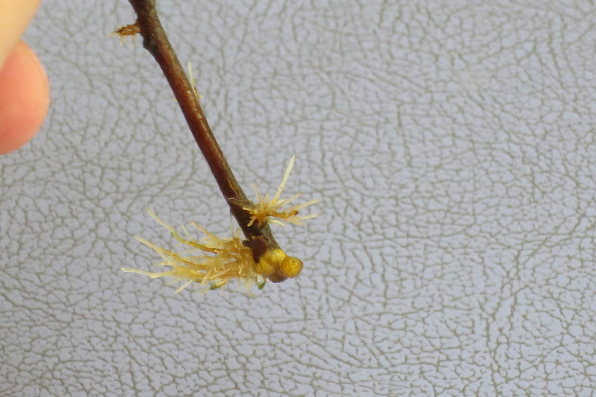 Macleania pentaptera マクレアニア 着生ツツジ 水挿し発根済(鉢植え)｜売買されたオークション情報、yahooの商品情報を ...