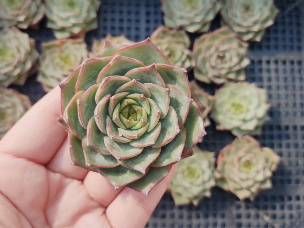 1018-fw131クイーンオブピーチ20個 多肉植物 エケベリア(サボテン)｜売買されたオークション情報、yahooの商品情報をアーカイブ ...