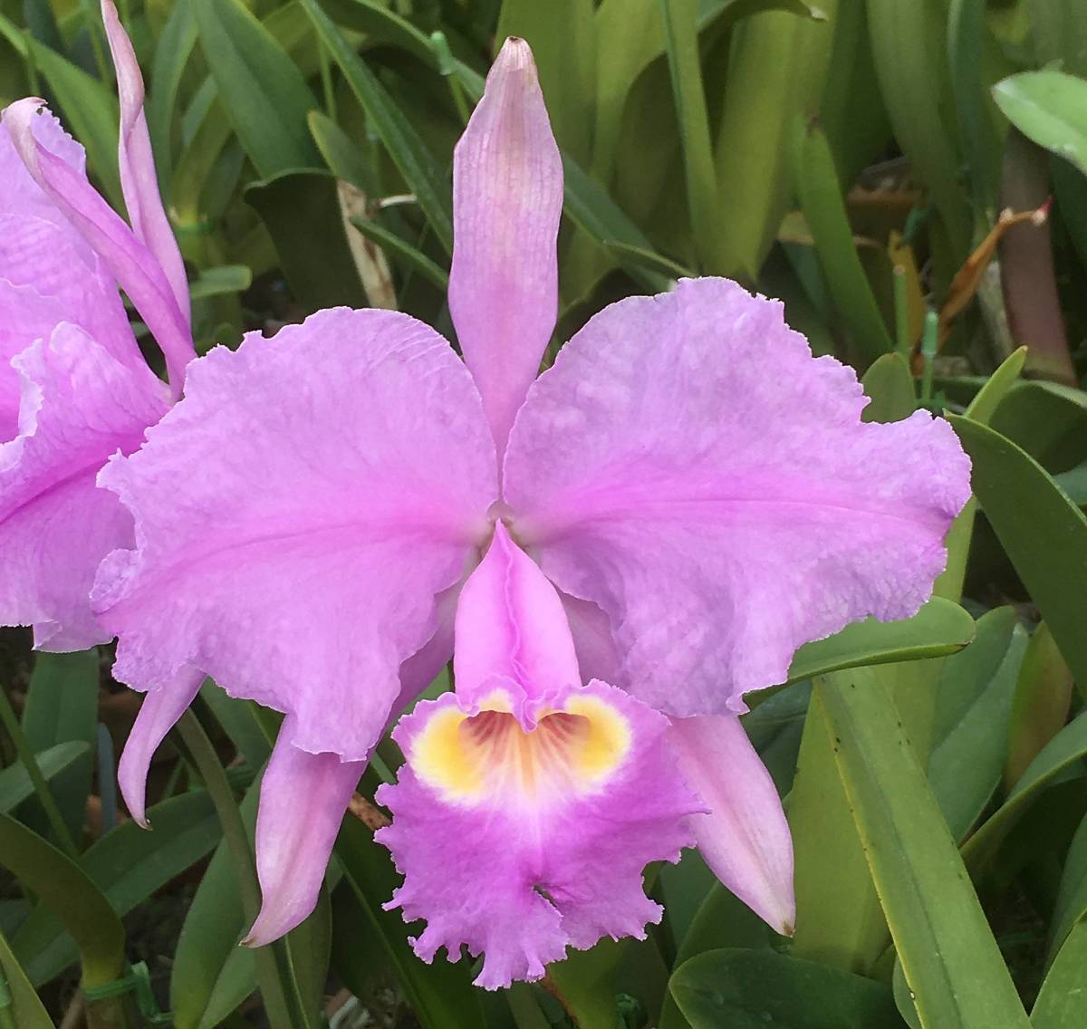 洋蘭 原種 カトレア lueddemanniana concolor 'Embelesar' OG 稀少個体(ラン)｜売買されたオークション ...