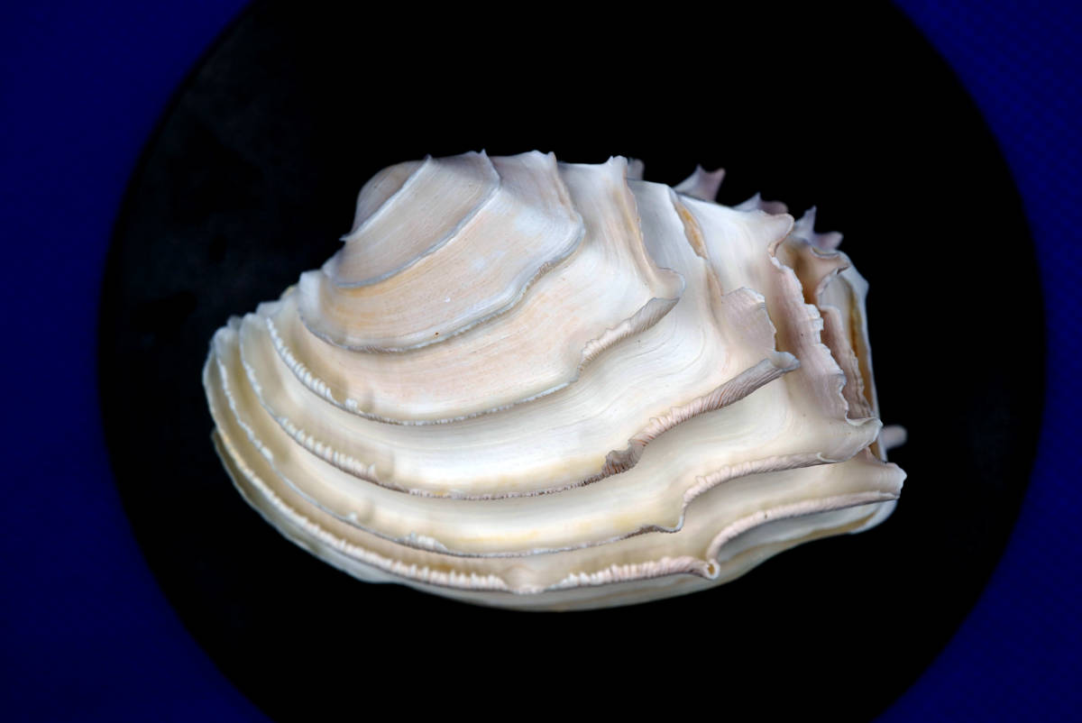 Venerida-0008 イジンノユメハマグリ 大 Bassina disjecta Perry 1811 貝 貝殻 貝類標本(その他 ...