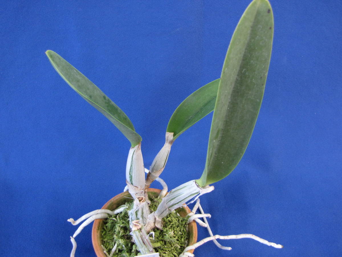 C.walkeriana ‘Miwa’(ラン)｜売買されたオークション情報、yahooの商品情報をアーカイブ公開 - オークファン（aucfan.com）