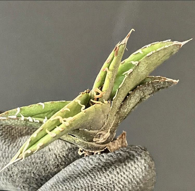 hp 178 オアハカオテロイ実生 アガベ オテロイ チタノタ osp育成株 オアハカ産種子実生株 複数落札 も送料千円 サイズ画像参考(アガベ)｜売買されたオークション情報、yahooの商品 ...