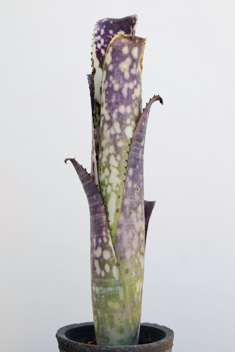 ビルベルギア コラン ピンクジェム Billbergia Kolan Pink Gem ブロメリア 中型種(その他)｜売買されたオークション ...