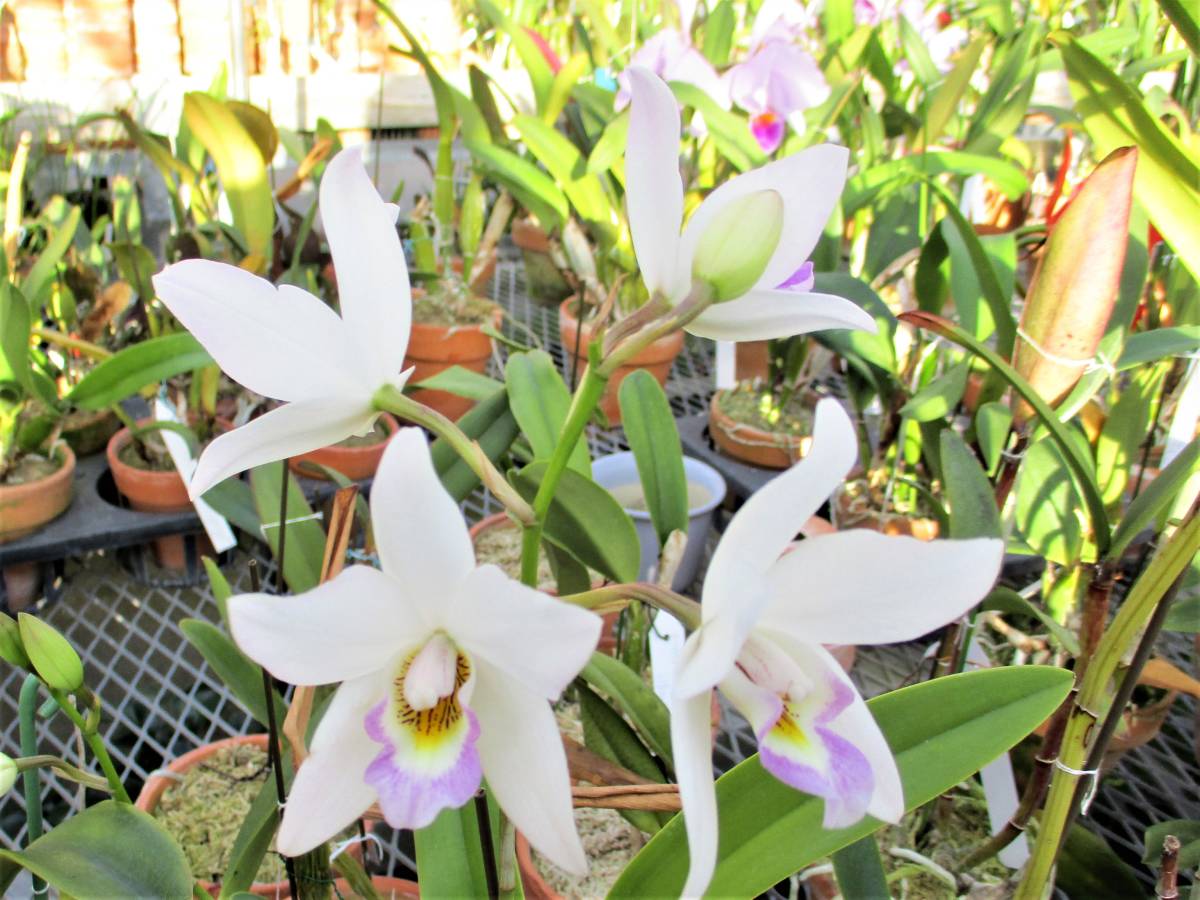 洋蘭 交配種 カトレア Cll.Mizoguchi Princess 'Kiko'(ラン)｜売買されたオークション情報、yahooの商品情報をアーカイブ公開 - オークファン（aucfan.com）