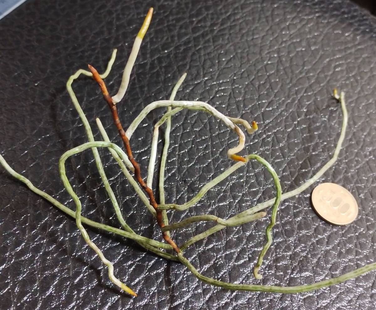 Microcoelia aphylla 原種 ミクロセリア ミクロコエリア アフィラ 無葉蘭 着生蘭 着生植物 洋ラン 洋蘭 ...