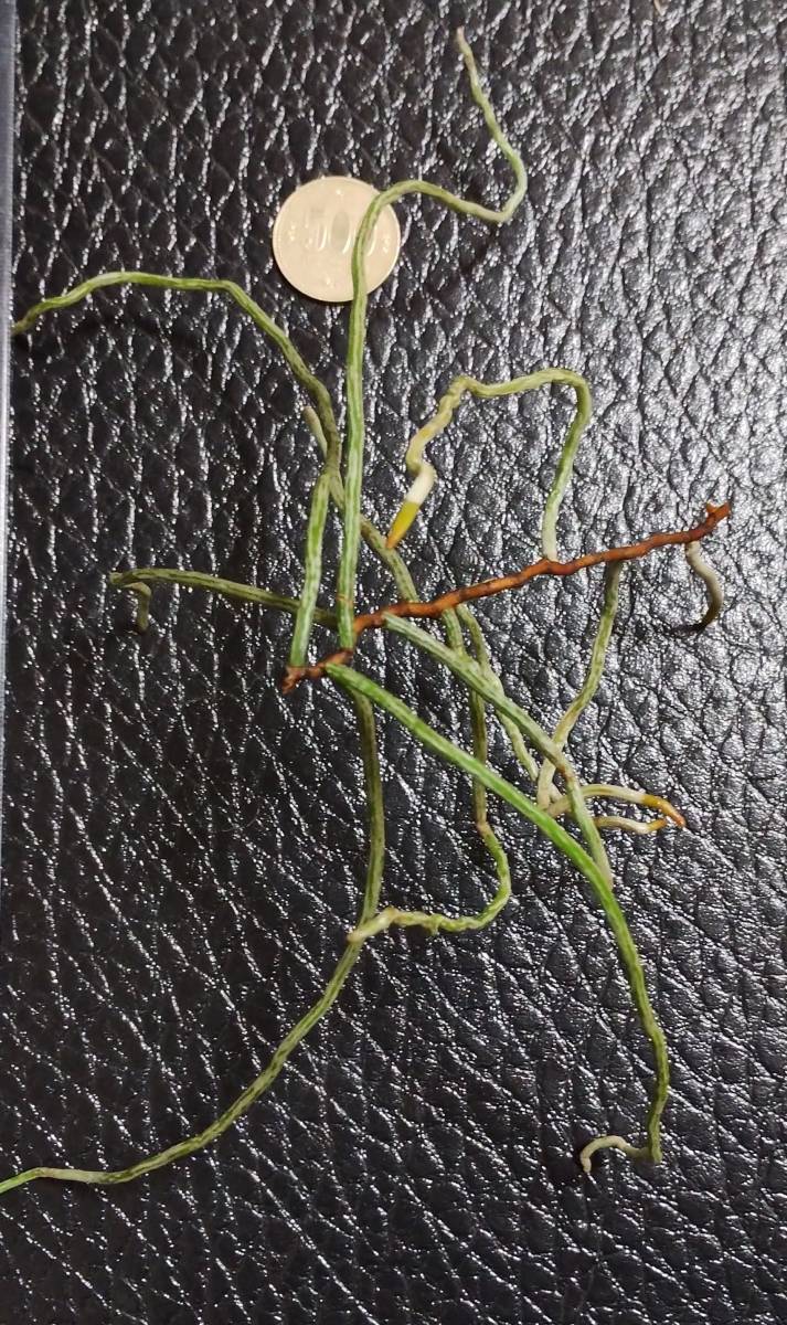 Microcoelia aphylla 原種 ミクロセリア ミクロコエリア アフィラ 無葉蘭 着生蘭 着生植物 洋ラン 洋蘭 ...