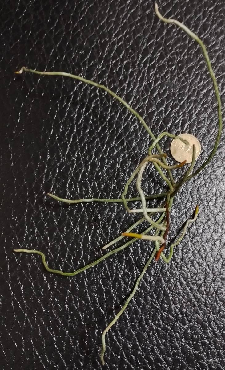 Microcoelia aphylla 原種 ミクロセリア ミクロコエリア アフィラ 無葉蘭 着生蘭 着生植物 洋ラン 洋蘭 ...
