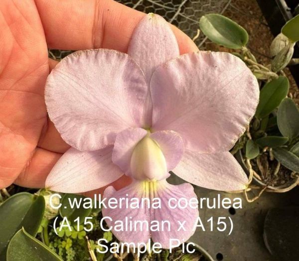 HIF洋蘭 660 C. walkeriana coerulea 'A15 Caliman' x 'A15'(ラン)｜売買されたオークション ...
