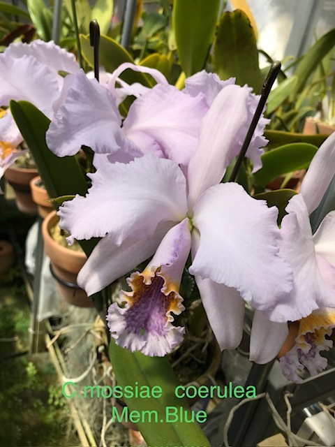 洋蘭原種カトレア C.mossiae f.coerulea 'Mem Blue' シース付き(ラン)｜売買されたオークション情報、yahooの ...
