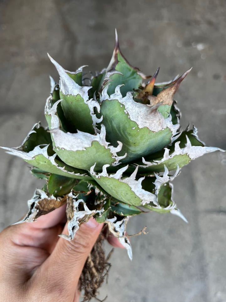 ①皇冠 クラウンAGAVE TITANOTA ブツブツ アガベ チタノタ 子株 1122(アガベ)｜売買されたオークション情報、yahooの商品情報をアーカイブ公開 - オークファン ...