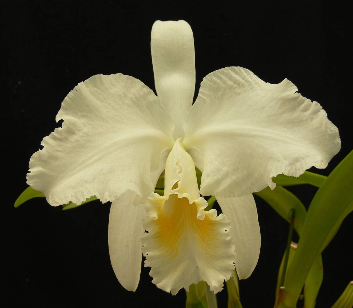洋蘭 原種 カトレア 原産地由来 C.mossiae wagnerii alba 'Mother of Snow' モシエ ワグネリー’サマー ...