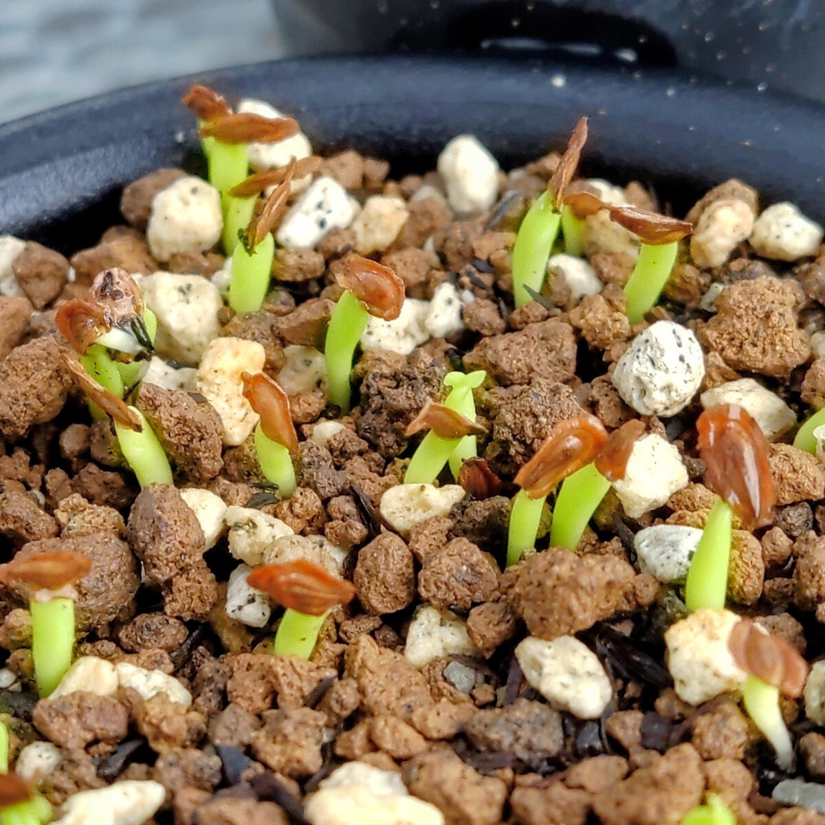 輸入“種子”/5粒 Tridentea gemmiflora Warmwaterberg RSA /トリデンテア ゲンミフローラ//多肉植物 ...