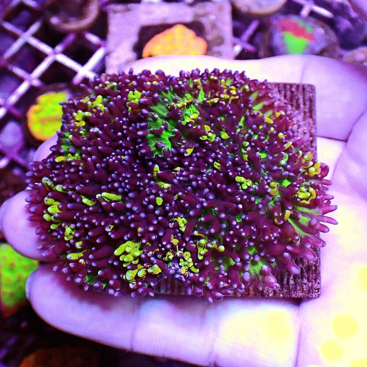 マザーサイズ Magic Carpet Type Hairy Mushroom Rhodactis sp. ヘアリーディスクコーラル(海水魚 ...