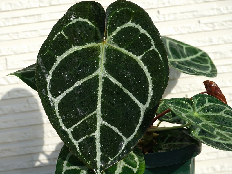 アンスリウム Anthurium Dorayaki original x Michelle Docblock x Zara F3(観葉植物 ...