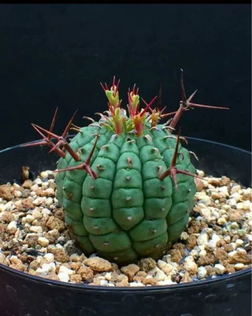 特選 ユーフォルビア ステリスピナ Euphorbia stellispina 群星冠 7月中旬採種 種子5粒(種)｜売買されたオークション情報、yahooの商品情報をアーカイブ公開 ...