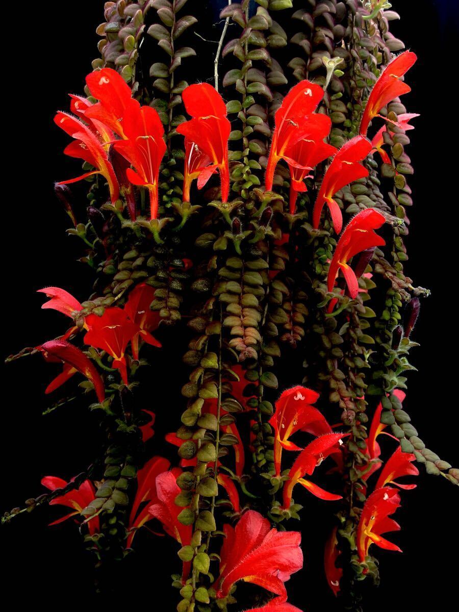 コルムネア Columnea microphylla(その他)｜売買されたオークション情報、yahooの商品情報をアーカイブ公開 ...