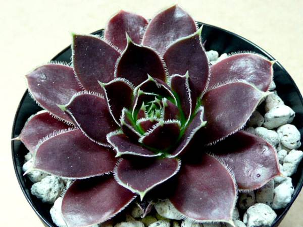 多肉植物 ジョビバルバ Heuffelii Eimo's Fire(サボテン)｜売買されたオークション情報、yahooの商品情報をアーカイブ ...