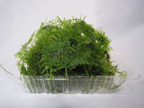 南米ウィローモス&ジャイアント南米ウィローモス ミックス 50g(ウィローモス)｜売買されたオークション情報、yahooの商品情報をアーカイブ公開 - オークファン（aucfan.com）