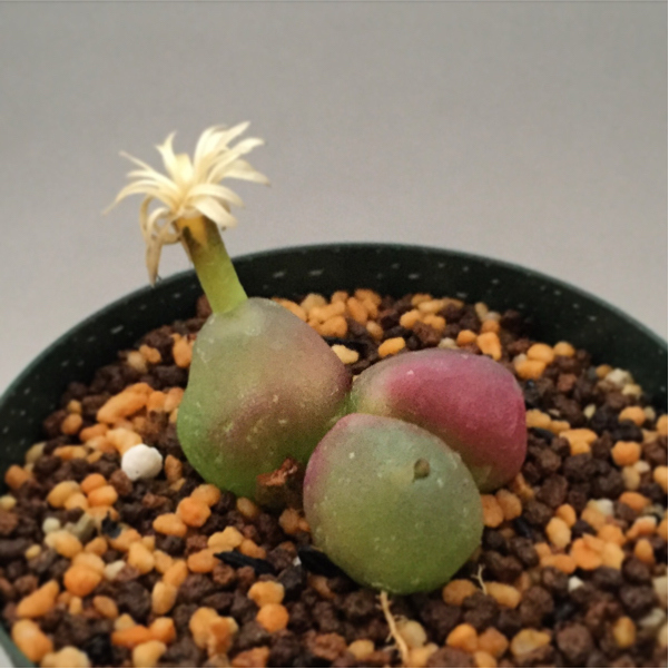 コノフィツム ハンメリー Conophytum hammeri SH2108 3頭(サボテン)｜売買されたオークション情報、yahooの商品 ...