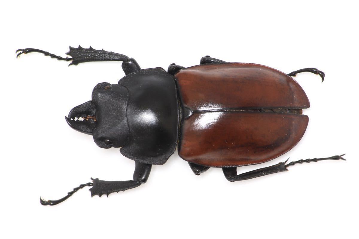 ニティドゥスマルバネクワガタ Neolucanus nitidus 昆虫標本 オス A-品(その他)｜売買されたオークション情報、yahooの ...