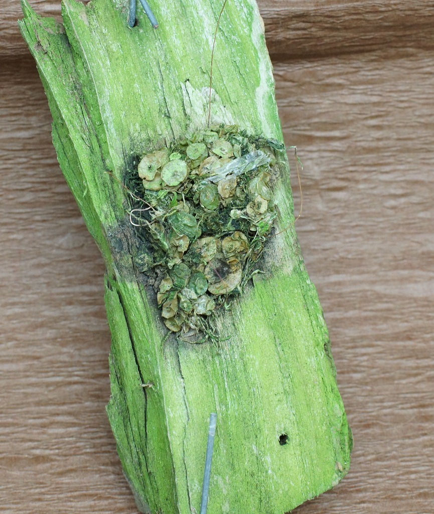 Conchidium extinctorium コンキディウム エクスティンクトリウム 小型ラン苗TT 第四種抜苗 1円スタート(ラン)｜売買 ...