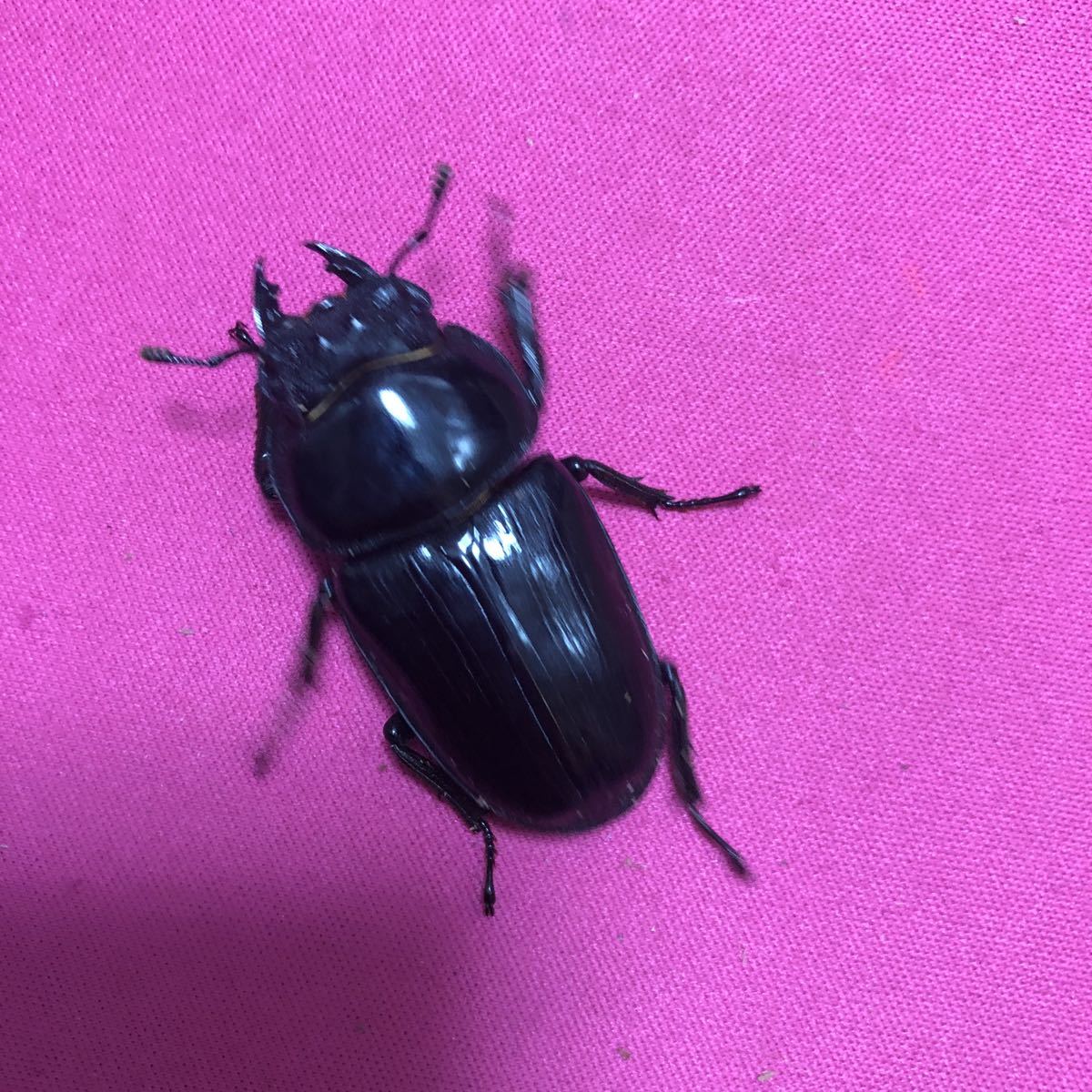 絶煩ともぞう 能勢YG 新成虫 メス53.0mm 19年OB1-8 お試し産卵からの羽化虫(国産)｜売買されたオークション情報、yahooの商品情報をアーカイブ公開 - オークファン ...