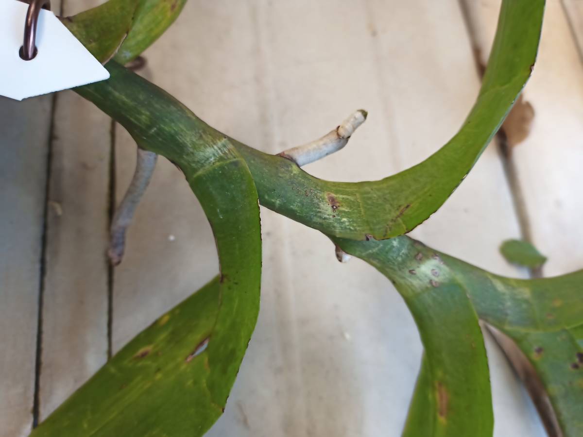 Ren. Renanthera philippinensis Ames & Quisumb. L.O.Williams 1937 Luzon Bayan ng Baler産 原種 洋蘭 洋ラン ...